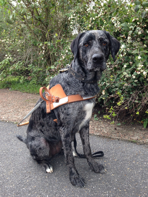 Faire une demande de chien-guide | CIE Chiens-guides du coeur